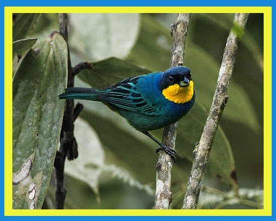 Solve Purplish-mantled Tanager jigsaw puzzle online with 63 pieces