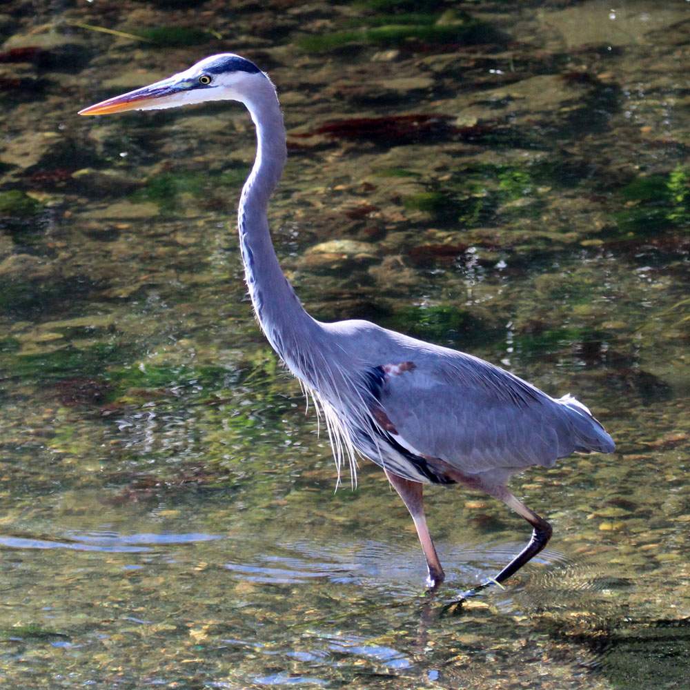 Solve Great Blue Heron, Famosa Slough, San Diego, California jigsaw ...