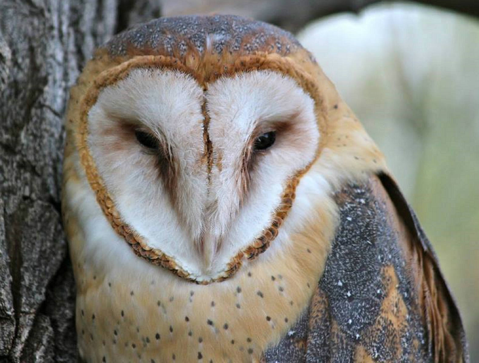 Solve Barn Owl from Barr Lake State Park, Colorado jigsaw puzzle online ...