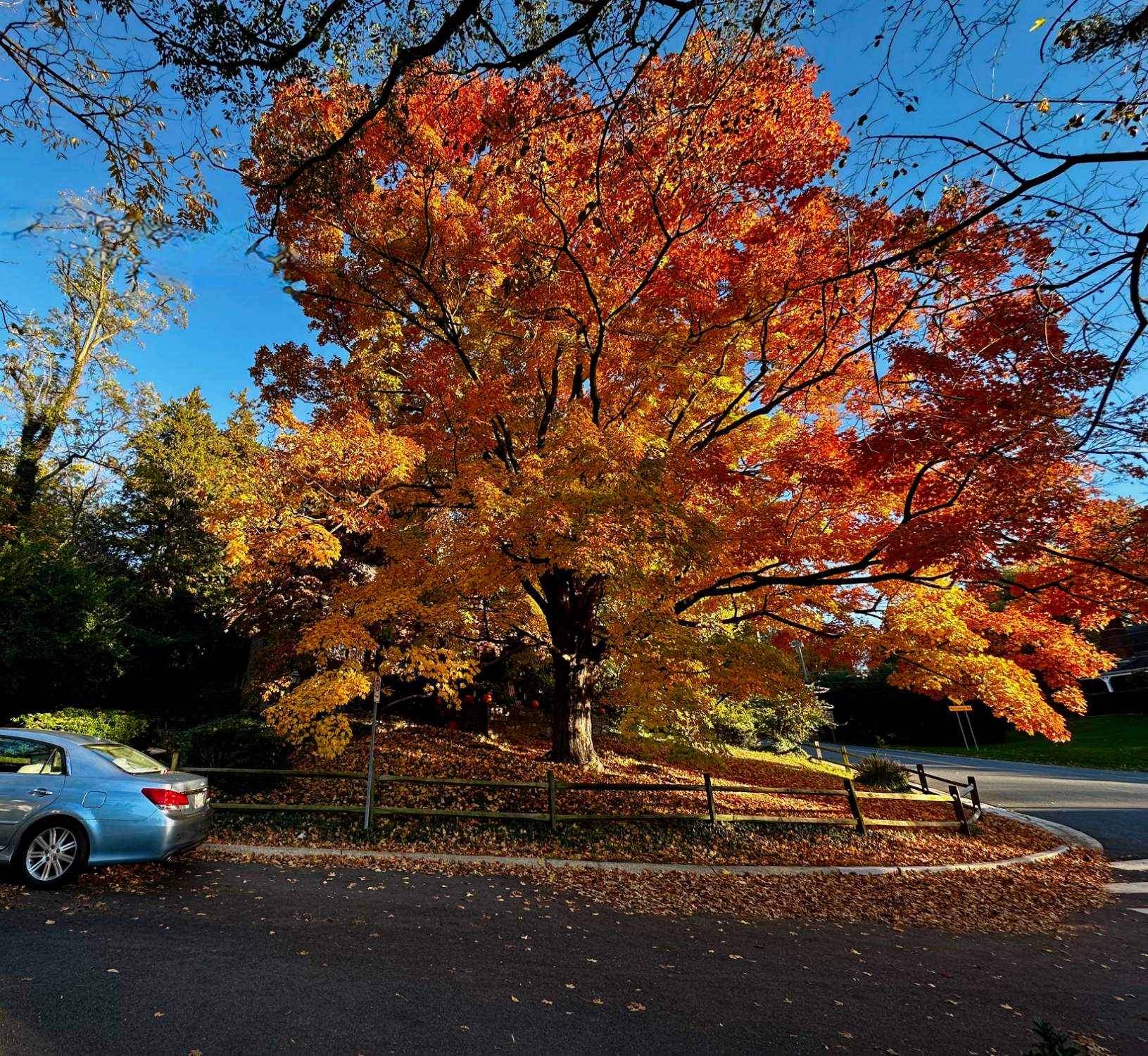 Solve A PACIFIC BLUE CAR VISITS AN ATLANTIC GOLD TREE jigsaw puzzle ...
