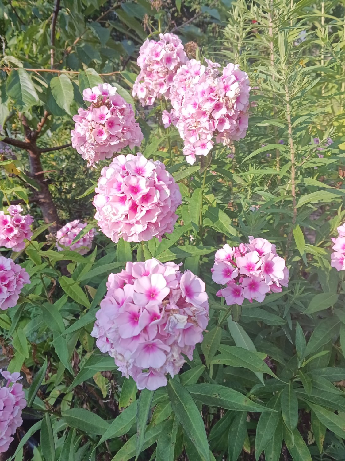 Solve flox jigsaw puzzle online with 352 pieces