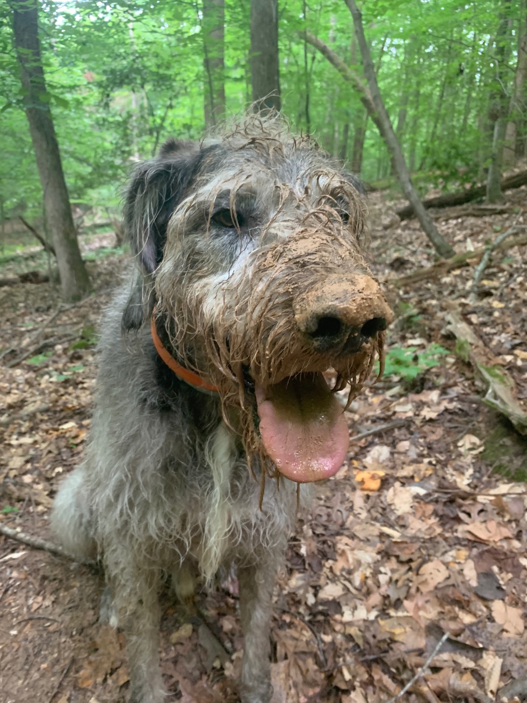 Solve Dirty dog Boo jigsaw puzzle online with 35 pieces