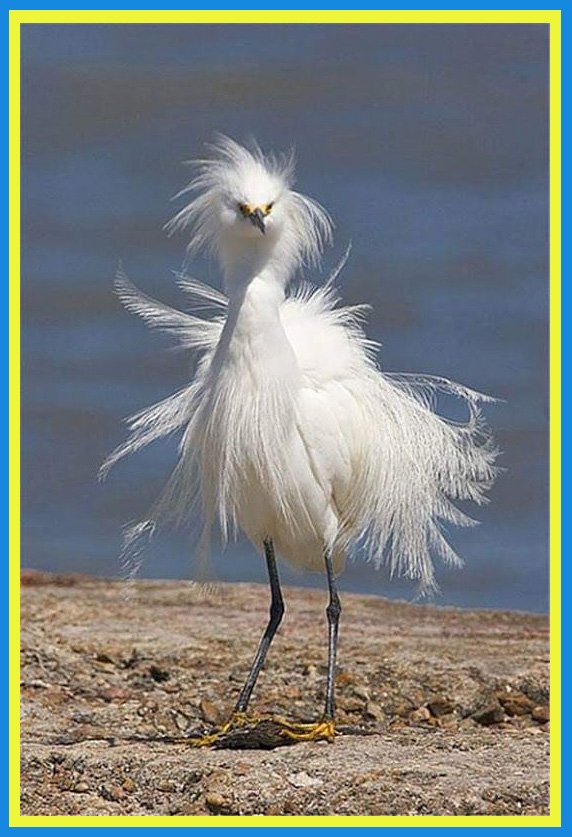Solve snowy egret jigsaw puzzle online with 77 pieces