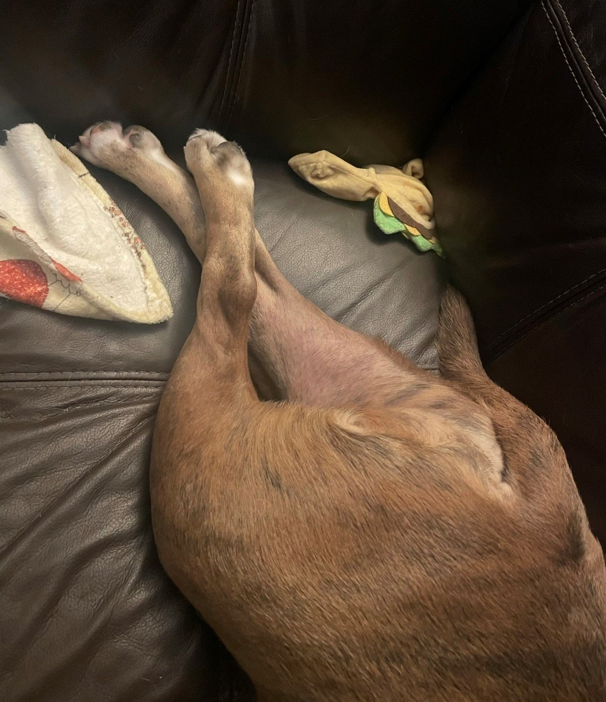 Solve Pup Cheeks jigsaw puzzle online with 304 pieces