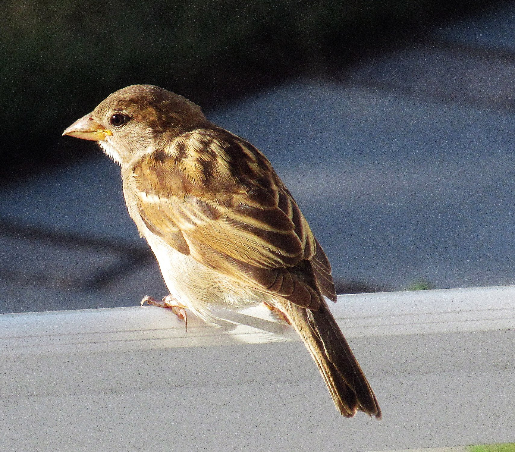 Solve Sparrow jigsaw puzzle online with 132 pieces