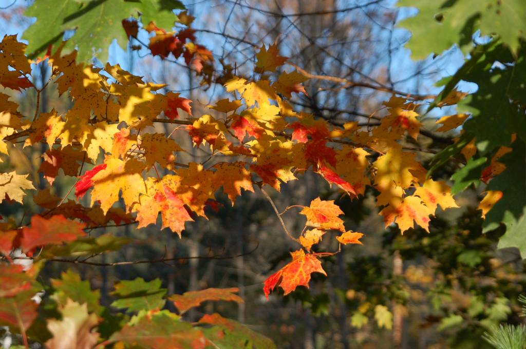 Solve October leaves jigsaw puzzle online with 160 pieces