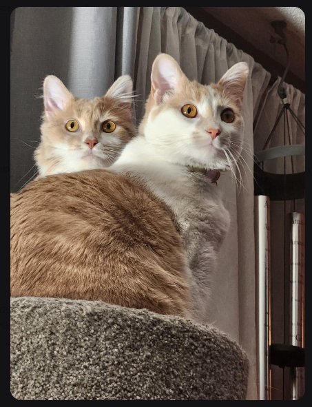 Solve Bright eyed Mango and Strawberry. jigsaw puzzle online with 20 pieces