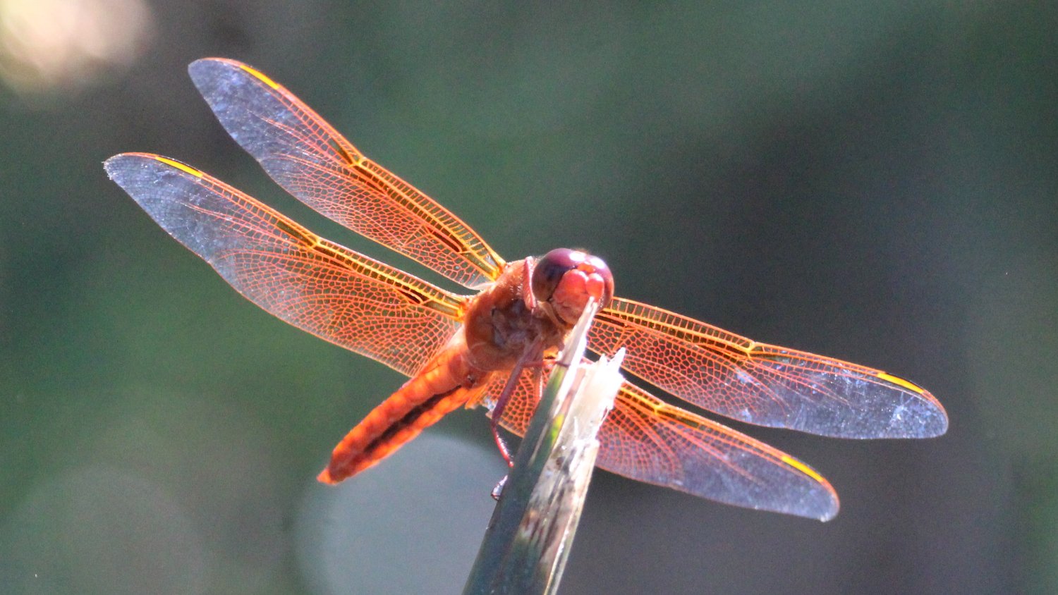 Solve Dragonfly, Discovery Lake, San Marcos, California jigsaw puzzle ...