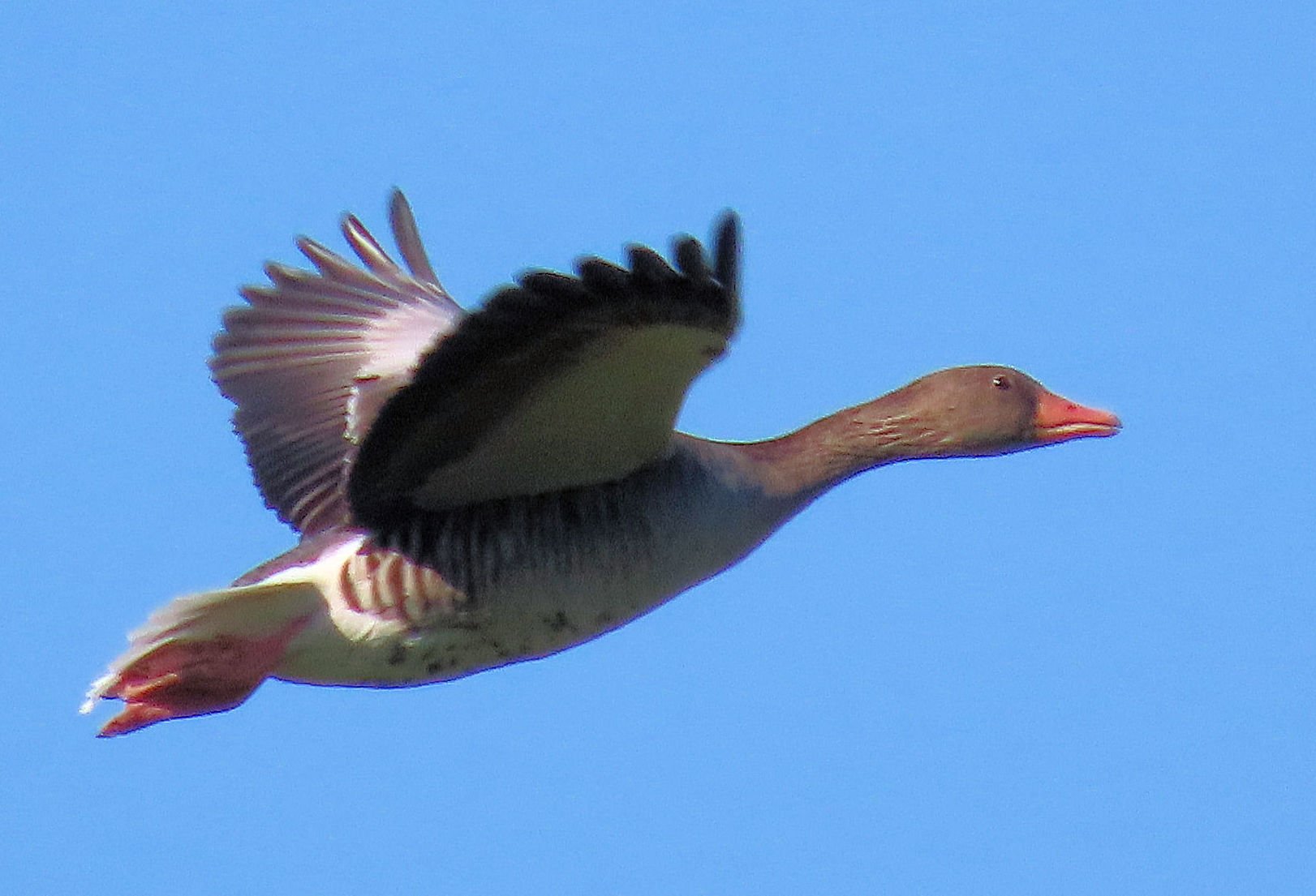 Solve greylag goose in flight (grauwe gans) jigsaw puzzle online with ...