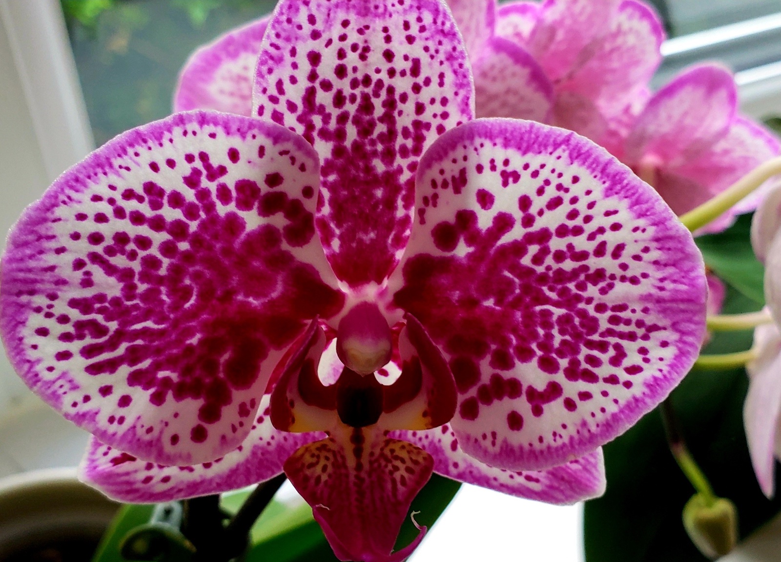 Jigsaw Puzzle | Orchid | 48 pieces | Jigidi