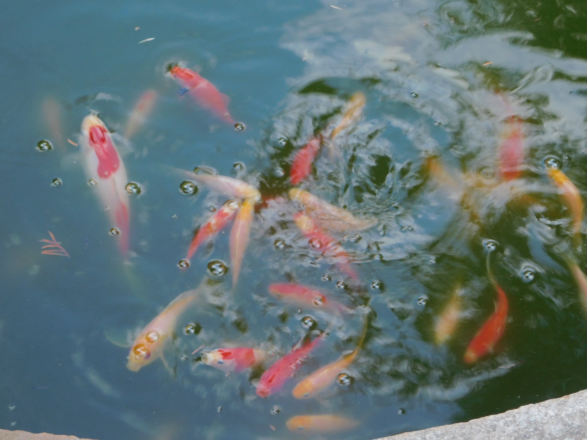 Solve Feeding Frenzy jigsaw puzzle online with 108 pieces