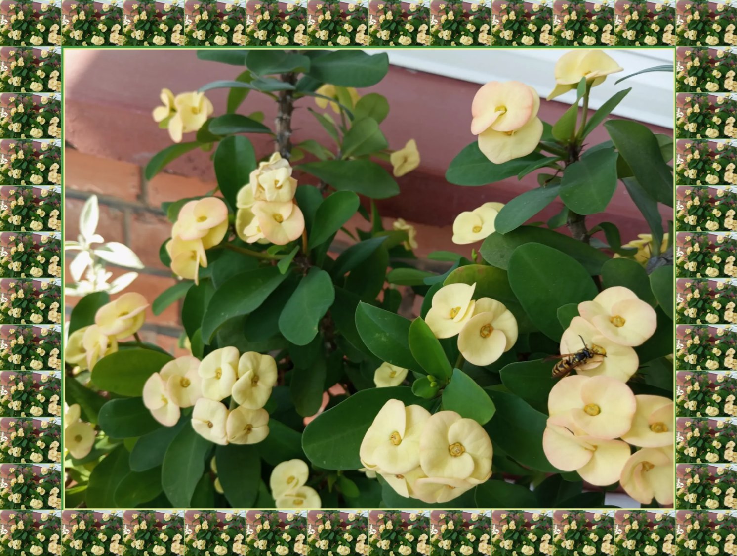 Solve Trnová koruna a osa / Crown of Thorns and Wasp jigsaw puzzle ...