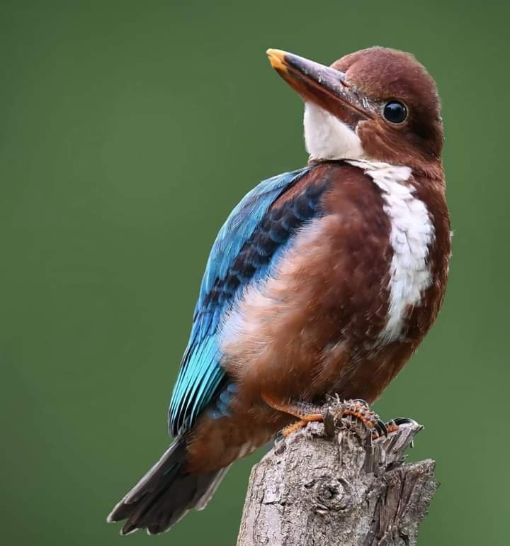 Jigsaw Puzzle | 72 pieces | ptáček | Jigidi