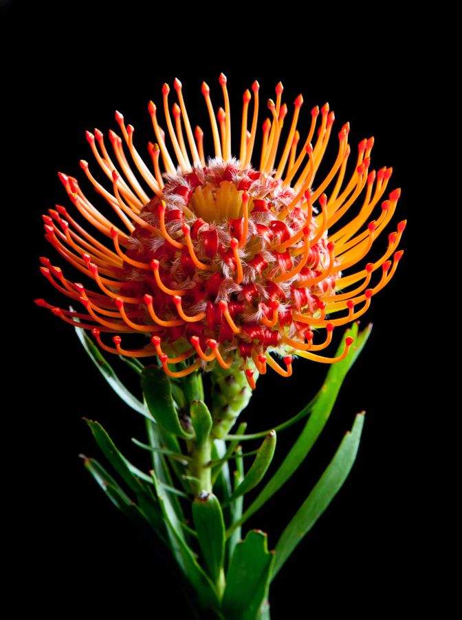 Solve Orange Pincushion Protea by Tom Reiman jigsaw puzzle online with ...