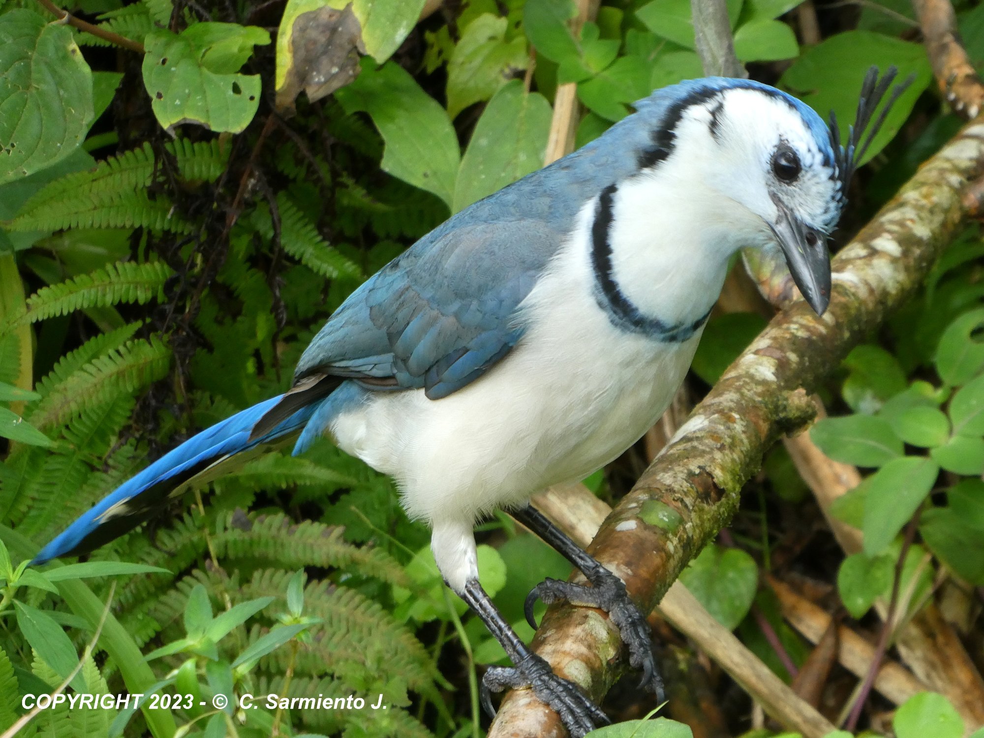 Solve MARCH CALENDAR PAGE - COSTA RICA – El Arenal - White-Throated ...