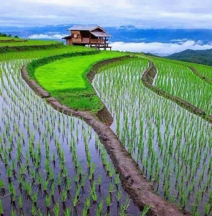 Solve Rice terrace fields- Chiang Mai Province, Thailand jigsaw puzzle ...