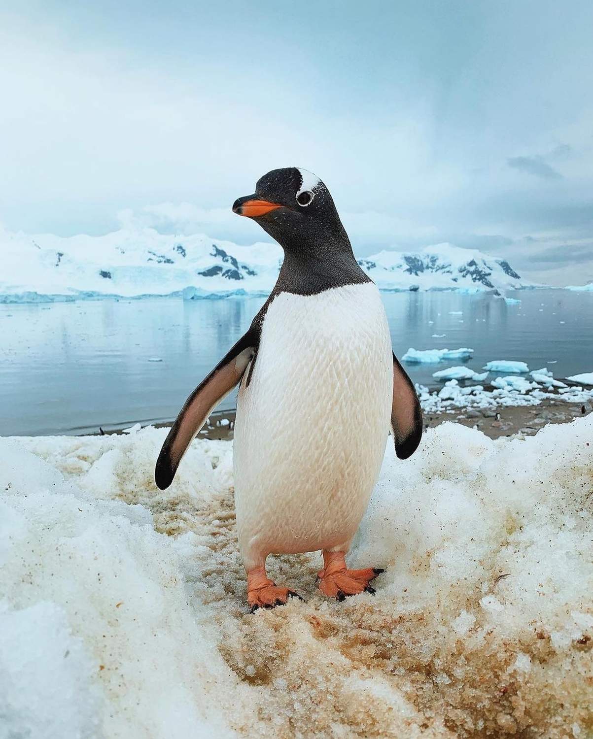 Solve penguin ig@nature jigsaw puzzle online with 120 pieces
