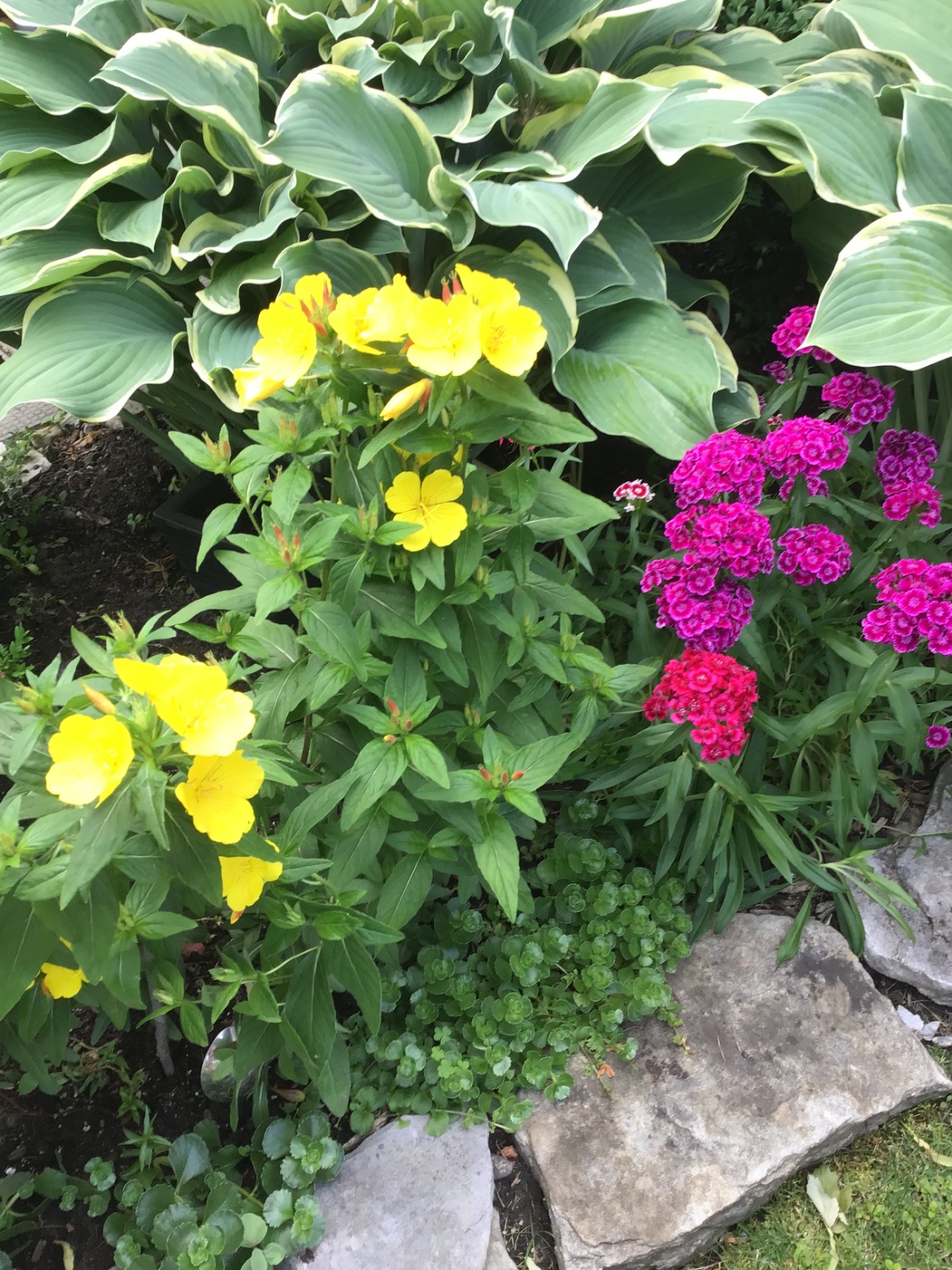 Solve Amazing 30 year old yellow Primrose plants came back to life ...