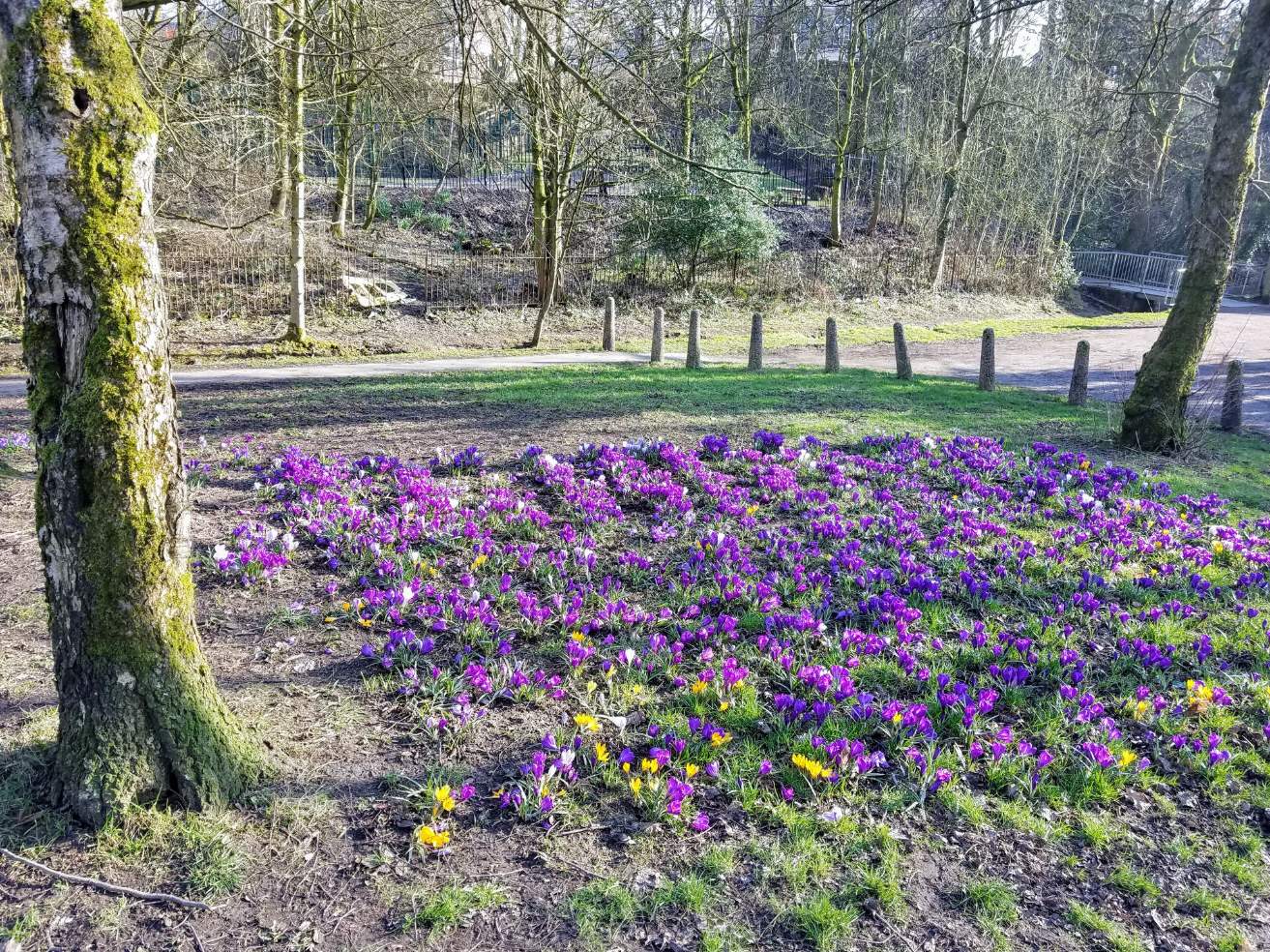 Solve Crocus in the Wood jigsaw puzzle online with 30 pieces