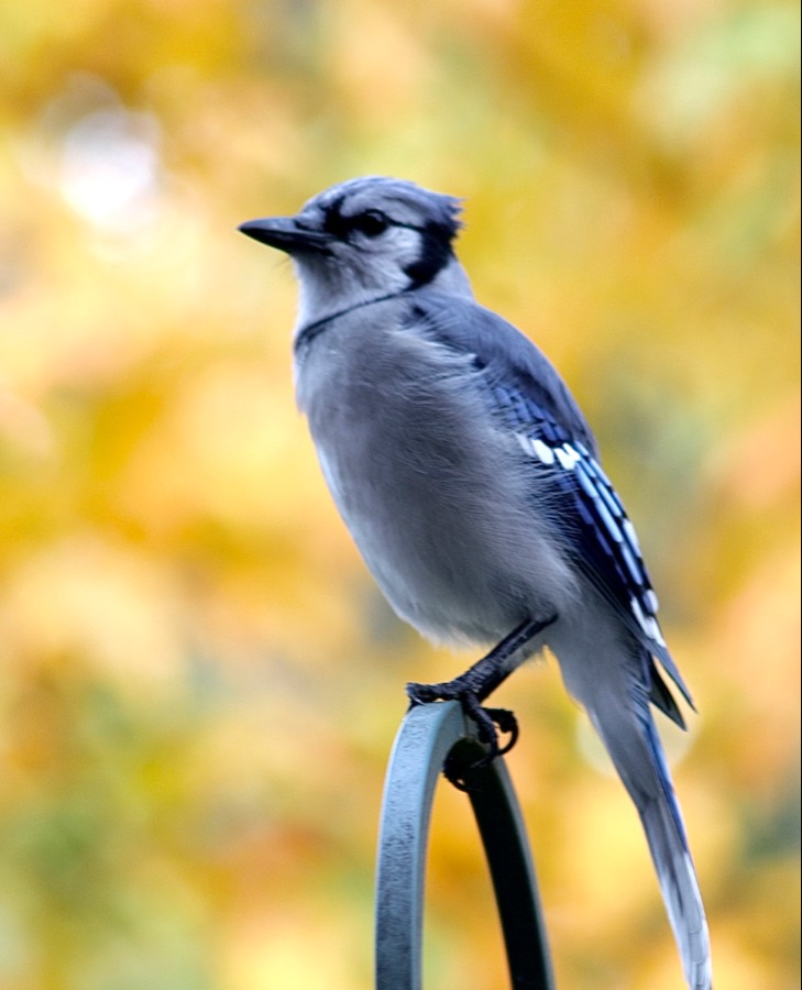 Solve Blue jay jigsaw puzzle online with 48 pieces