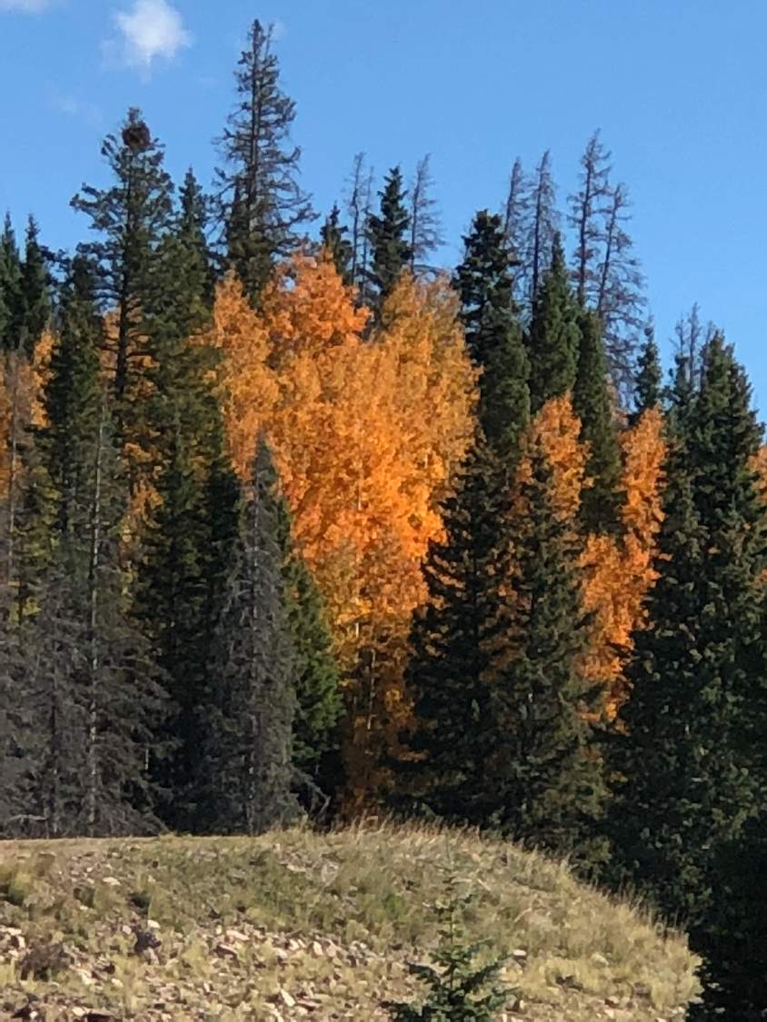 Jigsaw Puzzle | 35 pieces | ASPENS IN FALL | Jigidi