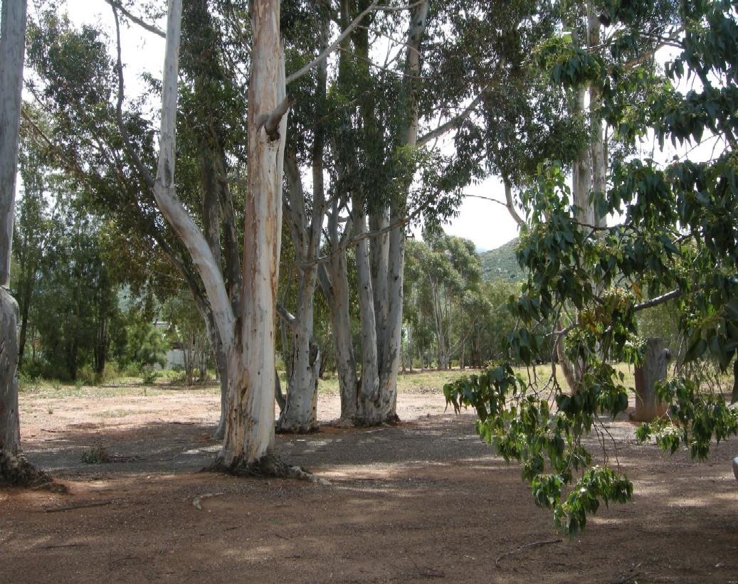 Solve Majestic Gum Trees jigsaw puzzle online with 99 pieces