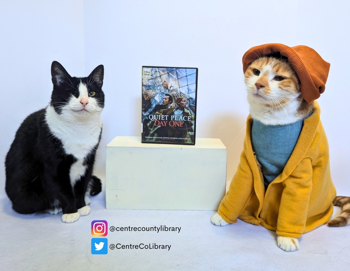 Solve Cat Icon Game #249 - Horatio the Library Cat and Jojo the Pirate ...