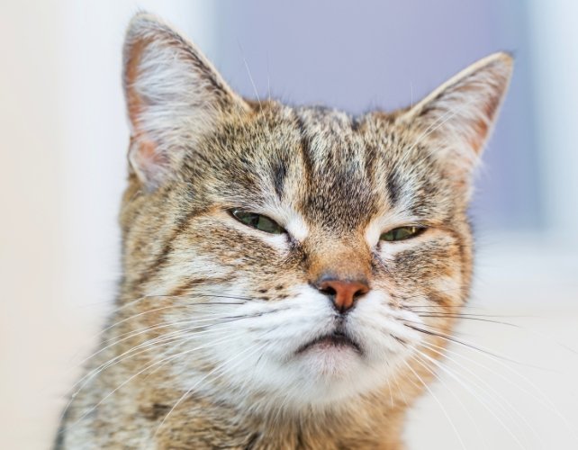 Solve Is Your Cat a Psychopath? jigsaw puzzle online with 12 pieces