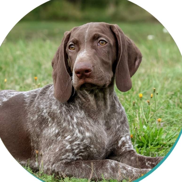 Solve German Short Hair Pointer jigsaw puzzle online with 64 pieces