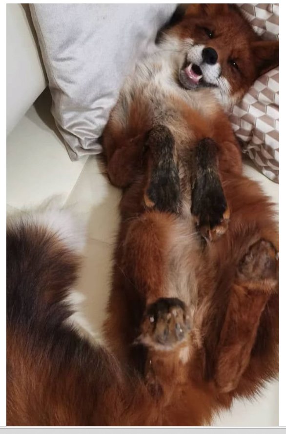 Solve I'm Awake, But Not Ready To Rise And Shine Yet!! jigsaw puzzle ...