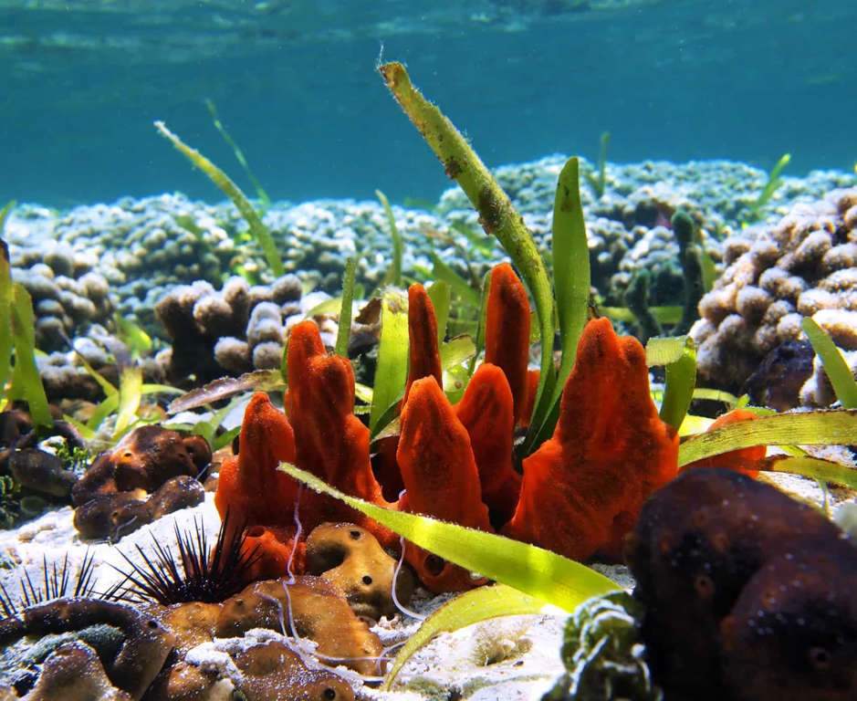 Solve Caribbean Fire sponge, can cause severe skin rash jigsaw puzzle ...