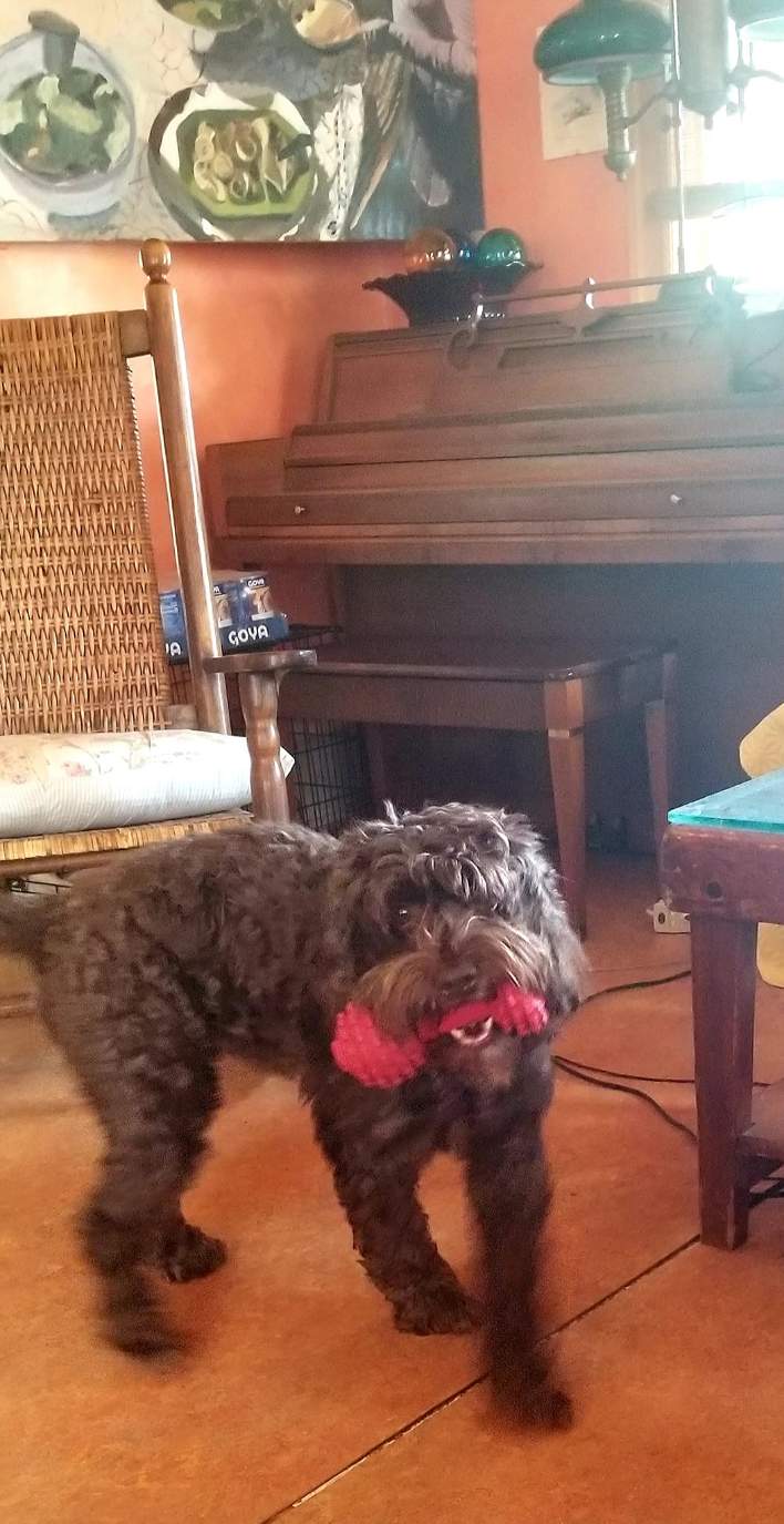 Solve Asbury Pk, NJ - Playful Labradoodle Doggie jigsaw puzzle online ...