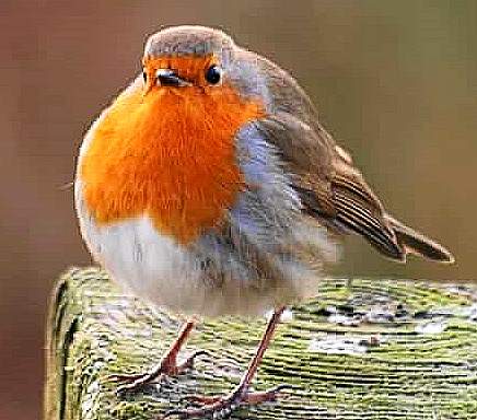 Solve A Very Round English Robin jigsaw puzzle online with 30 pieces