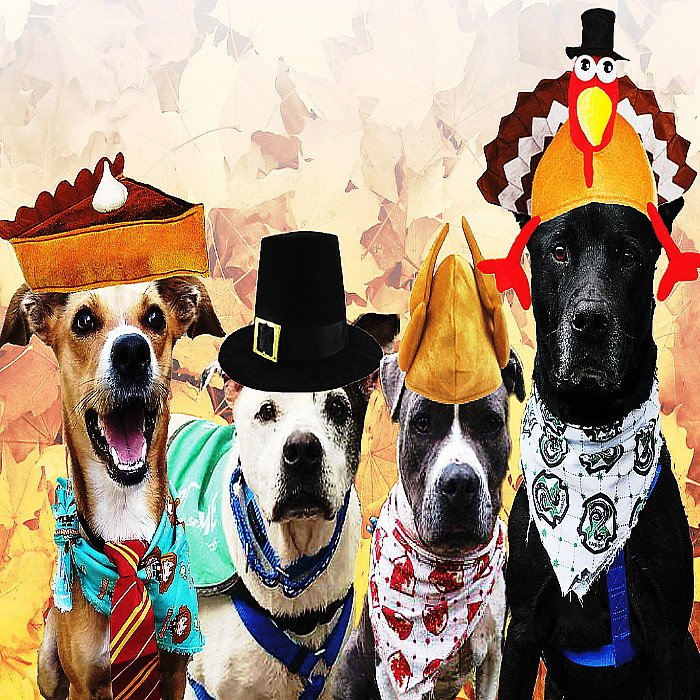 Solve We Are Here To Eat and Give Thanks !! jigsaw puzzle online with 25 pieces