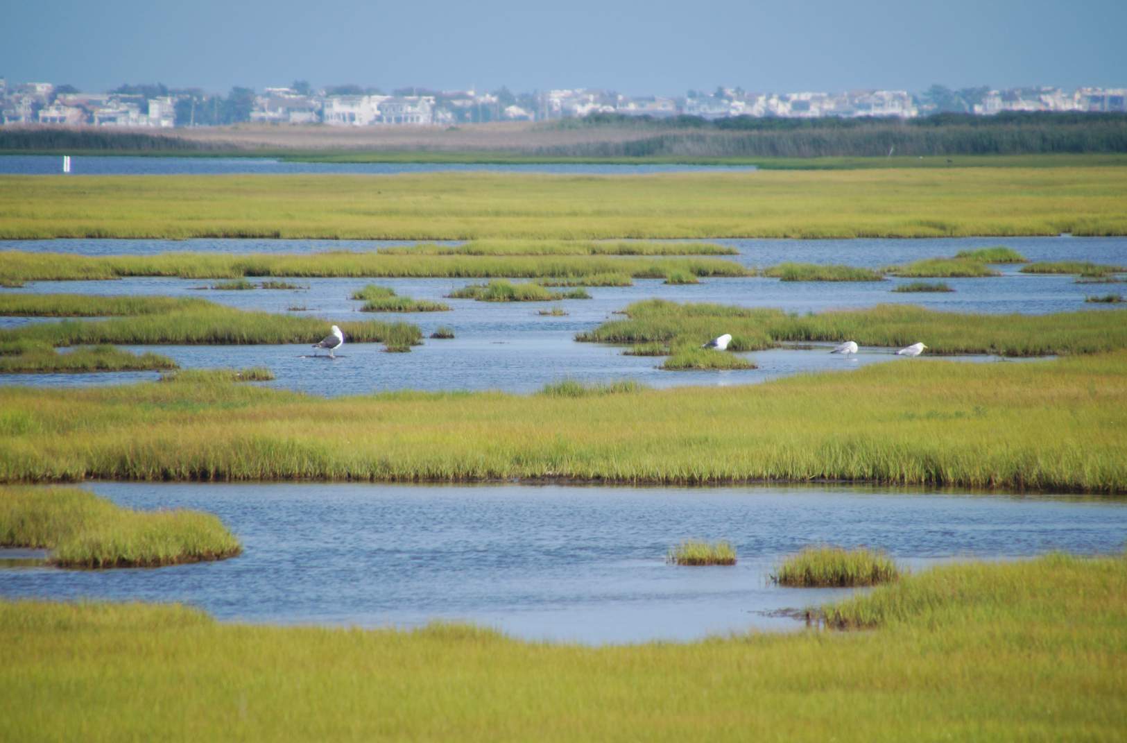 Solve Wetlands jigsaw puzzle online with 117 pieces