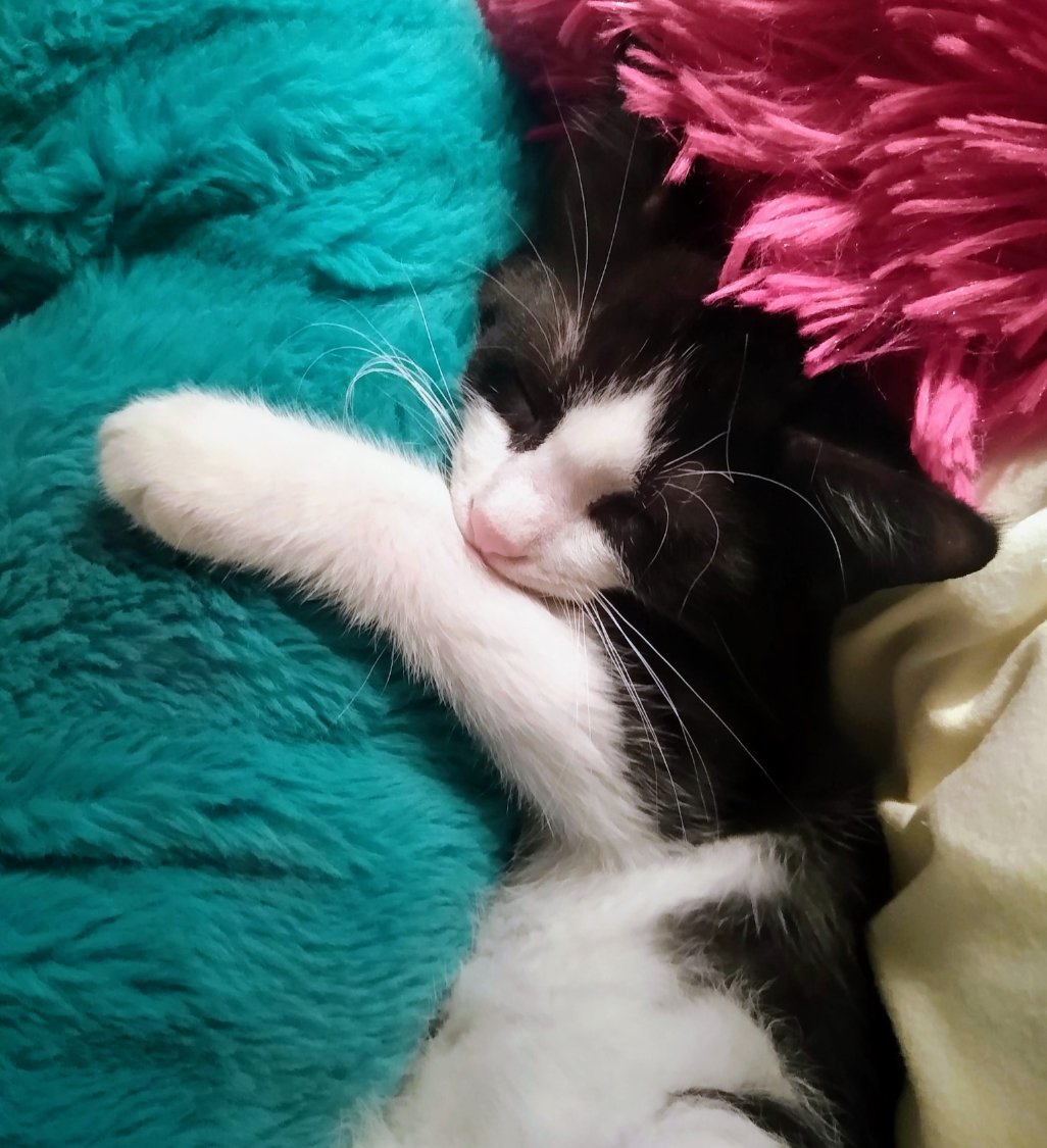 Solve Baby Inky jigsaw puzzle online with 16 pieces