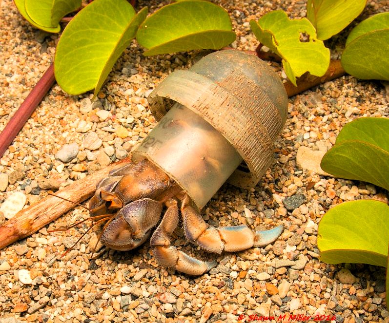 Solve RECYCLING OCEAN POLLUTION - 4 OF 4 jigsaw puzzle online with 12 ...