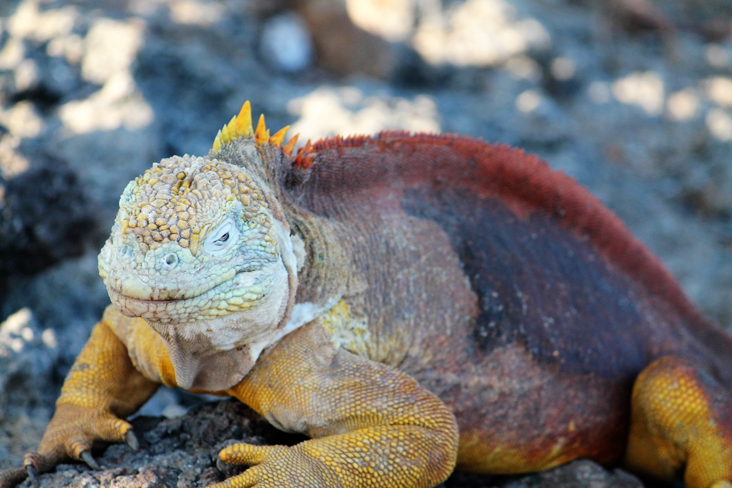 Jigsaw Puzzle | 12 pieces | Galapagos Islands - Ecuador | Jigidi