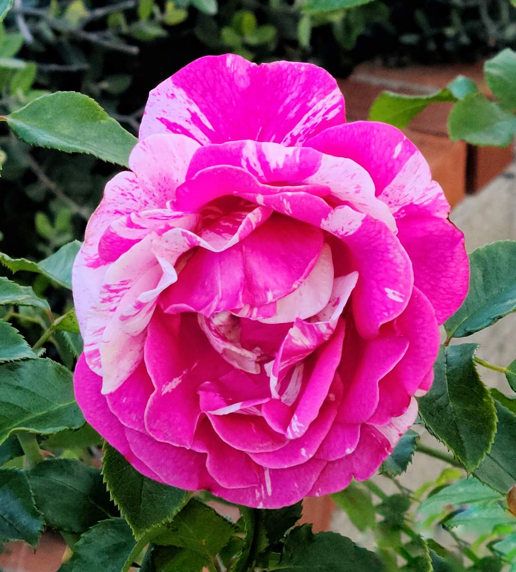 Solve Mottled Pink Rose jigsaw puzzle online with 72 pieces