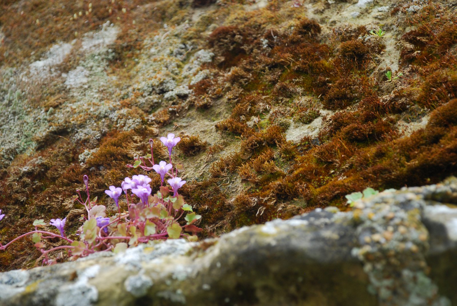 Solve Perseverance jigsaw puzzle online with 40 pieces