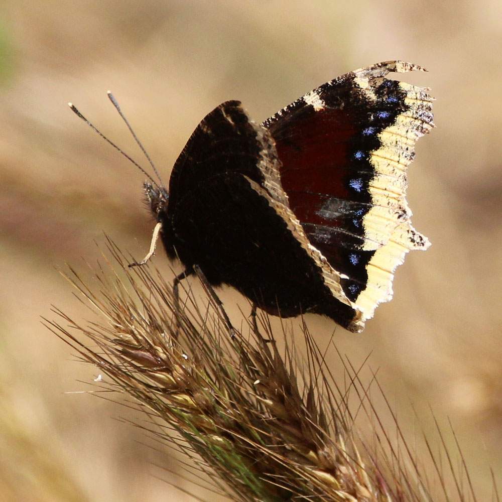 Jigsaw Puzzle | Mourning Cloak Butterfly (Nymphalis antiopa antiopa ...