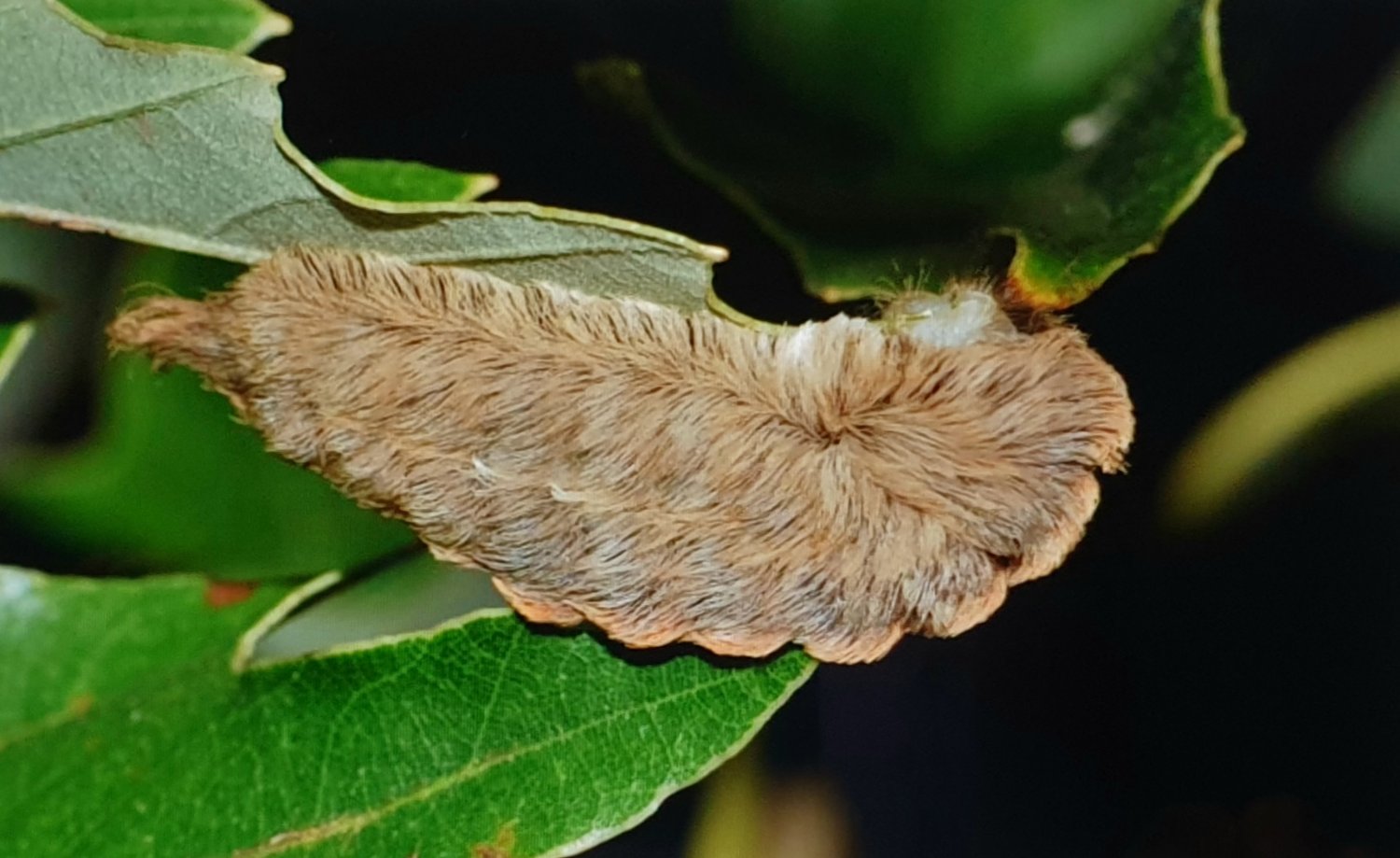 Jigsaw Puzzle | SOUTHERN FLANNEL MOTH CATERPILLAR | 28 pieces | Jigidi