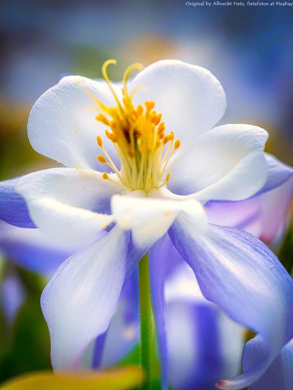 Solve Lavender columbine 💜 jigsaw puzzle online with 48 pieces
