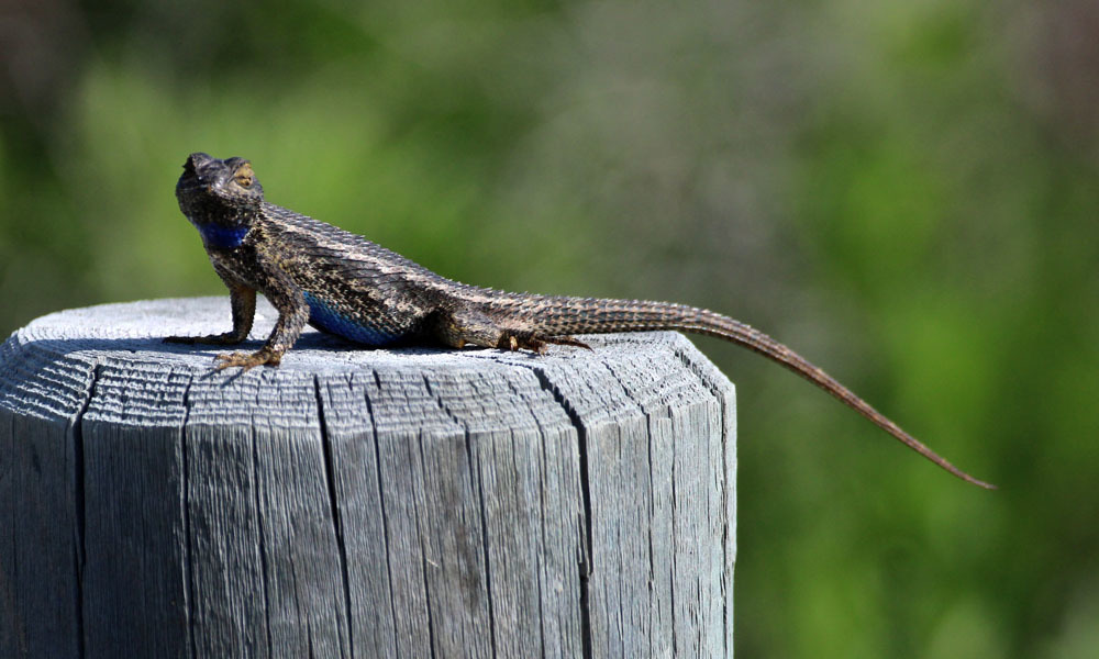 Solve Western Fence Lizard, aka Blue Belly Lizard, Lagoon Trail, Del ...