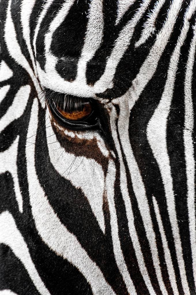 Solve 2 ~ 'Zebra Lines' jigsaw puzzle online with 15 pieces
