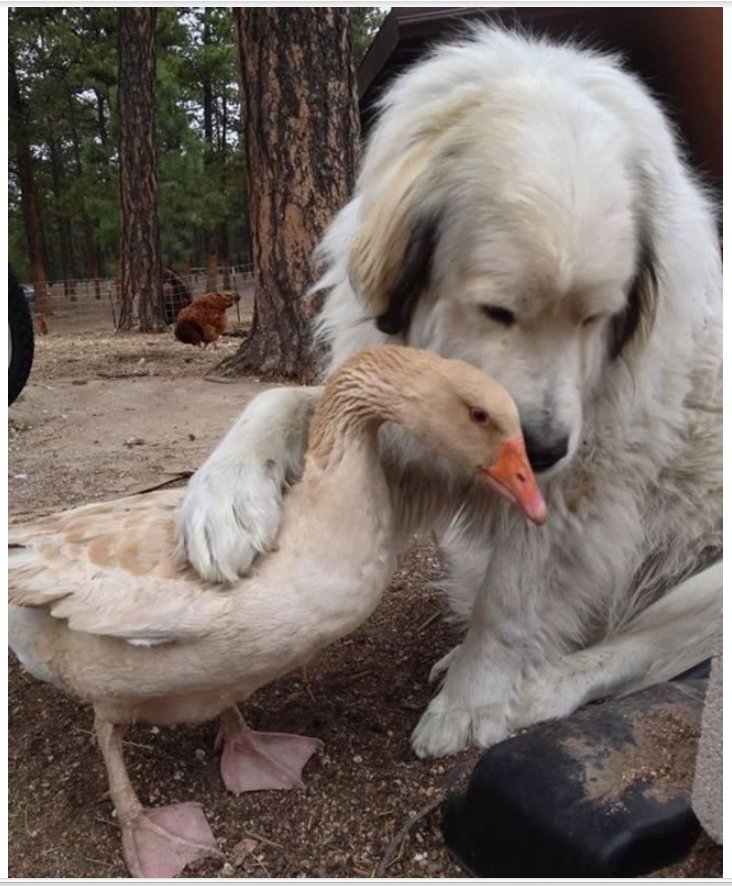 Solve The Guardian... Great Pyrenees and Friend. jigsaw puzzle online ...