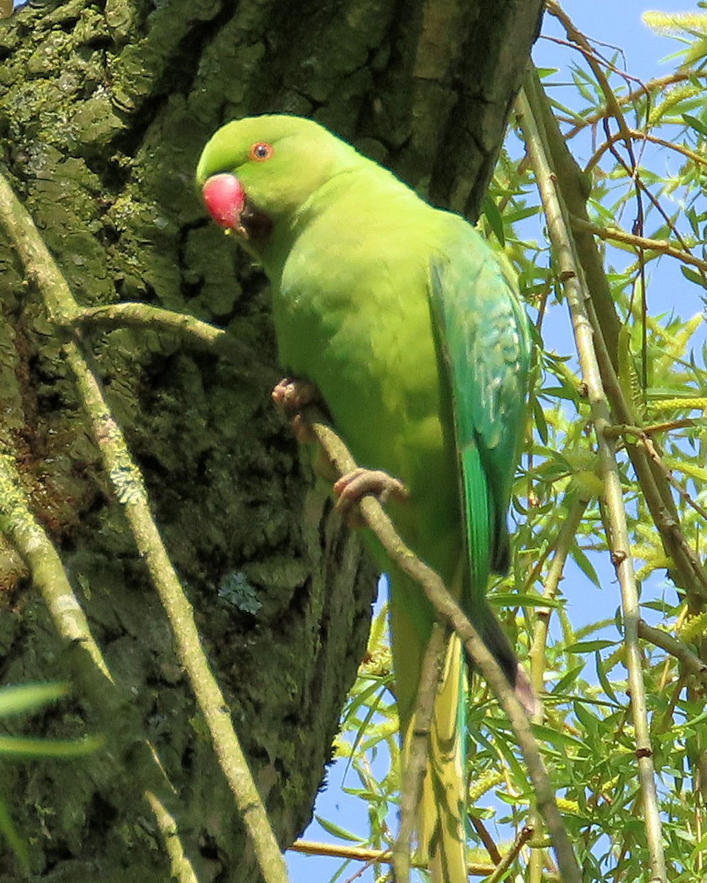 Solve female ring-necked parakeet (halsbandparkietvrouw) jigsaw puzzle ...