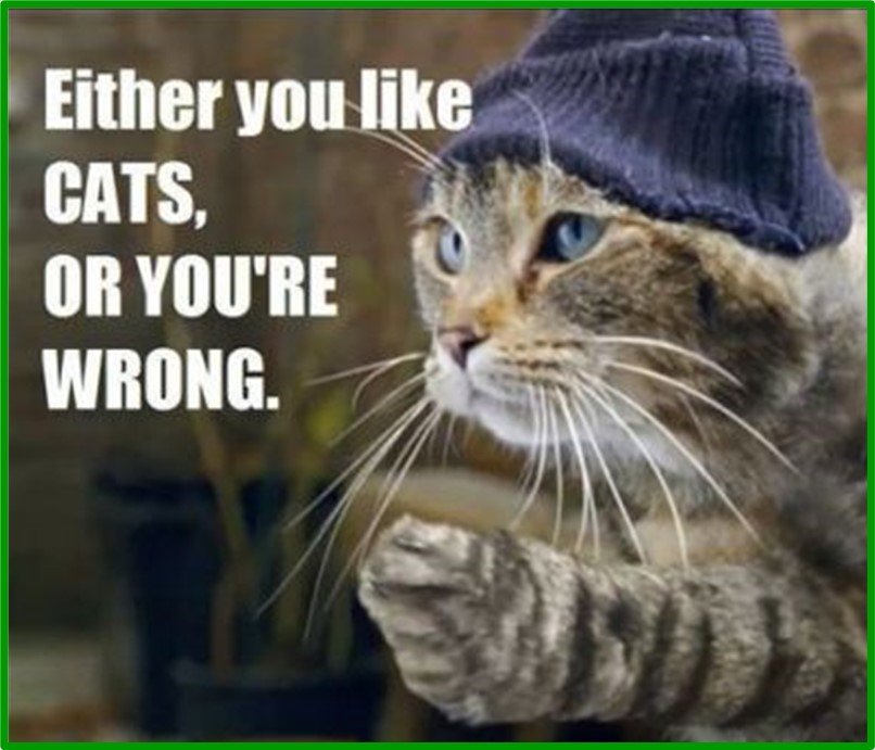 Solve If You Don't Like Cats, It's Because You Don't Know Cats jigsaw ...