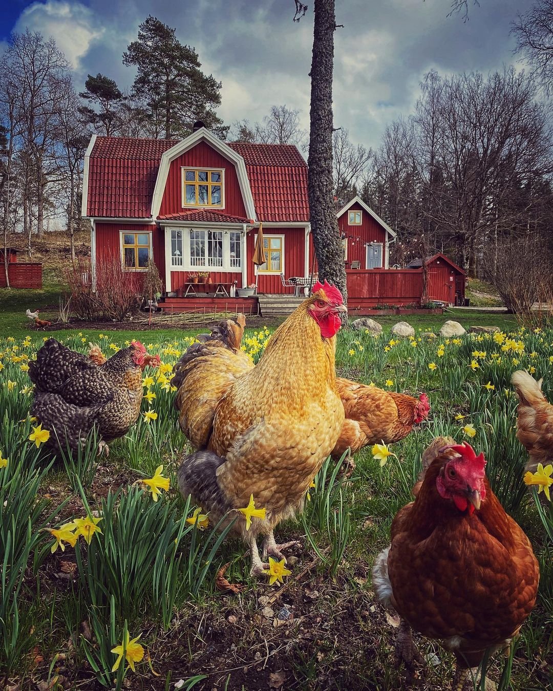 Solve From the chicken's viewpoint.... jigsaw puzzle online with 63 pieces