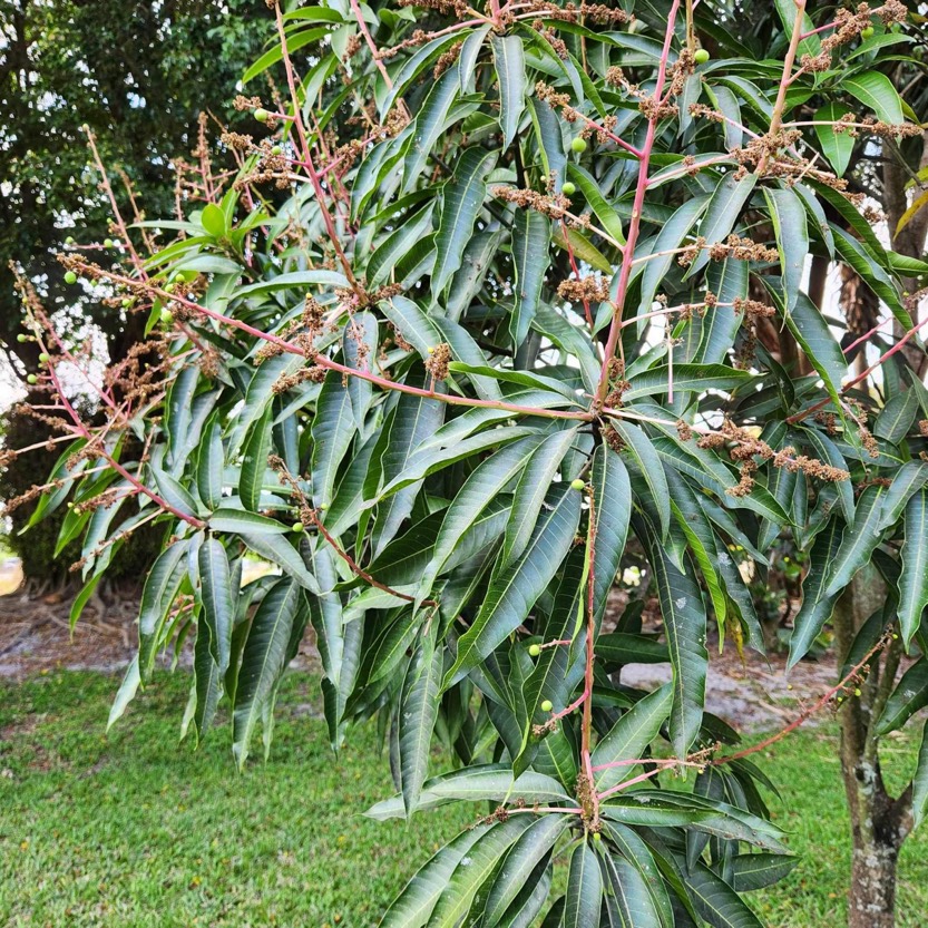 Solve My brother’s mango tree. He took off the mangoes jigsaw puzzle ...